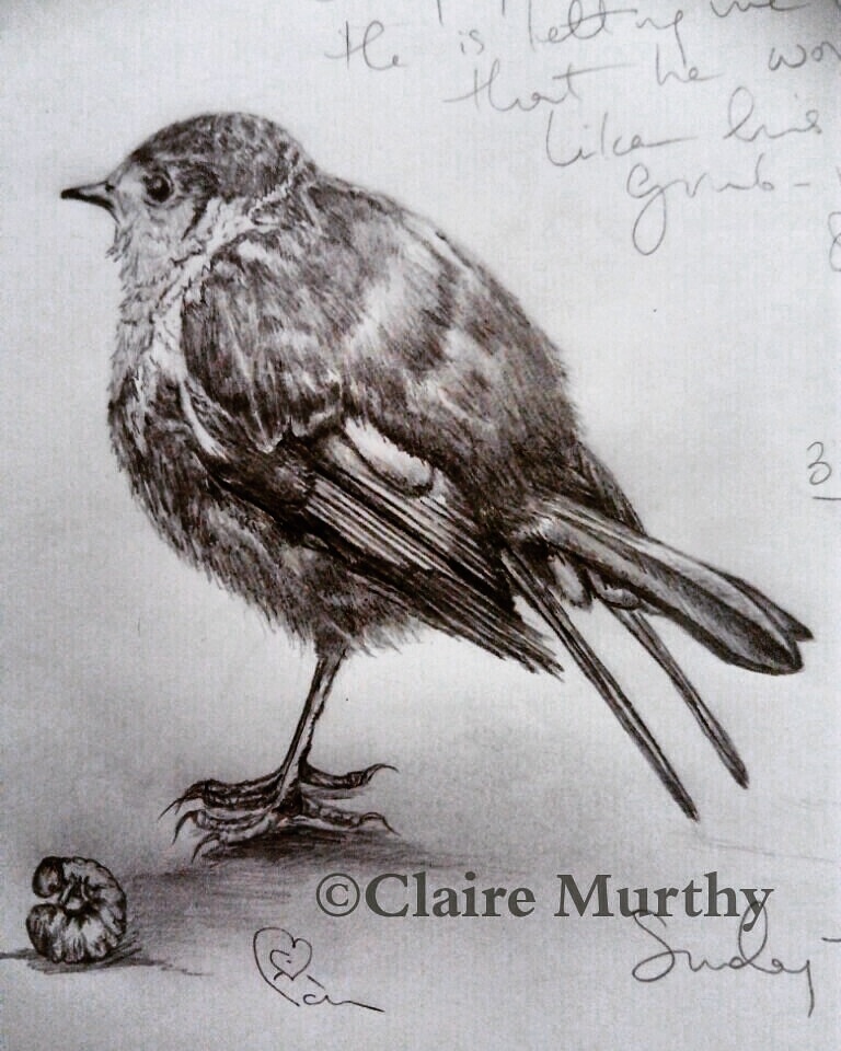 British Wildlife Graphite and Ink : Robin