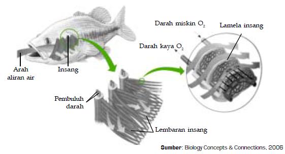 Mamalphoda's Blog: Tugas Biologi Kel. 2 kelas XI IPA R2 SMANPA JAMBI