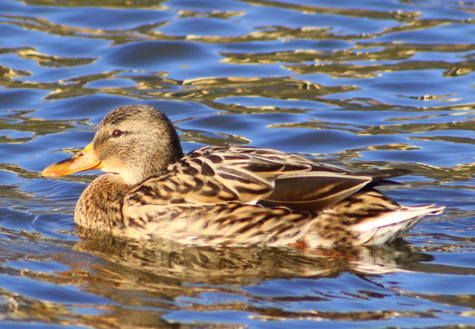 Imagens da vida animal: Fêmea de Pato-real (Anas platyrhynchos)