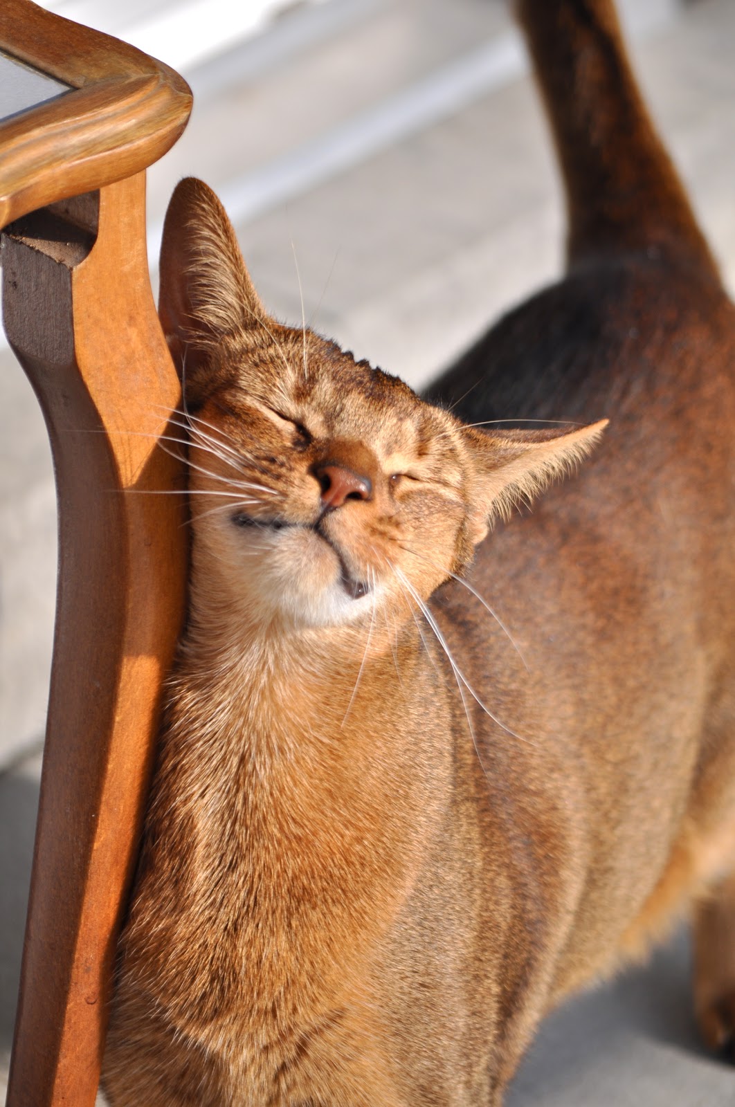 cat flirting with a table leg – cat marking a table leg – Unser Kater ...