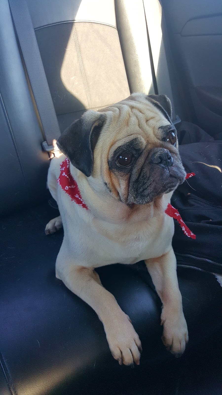 A Pugs Life: Pug Care: Grooming Tips for Pugs