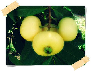 Mengurai Jenis Jambu Air