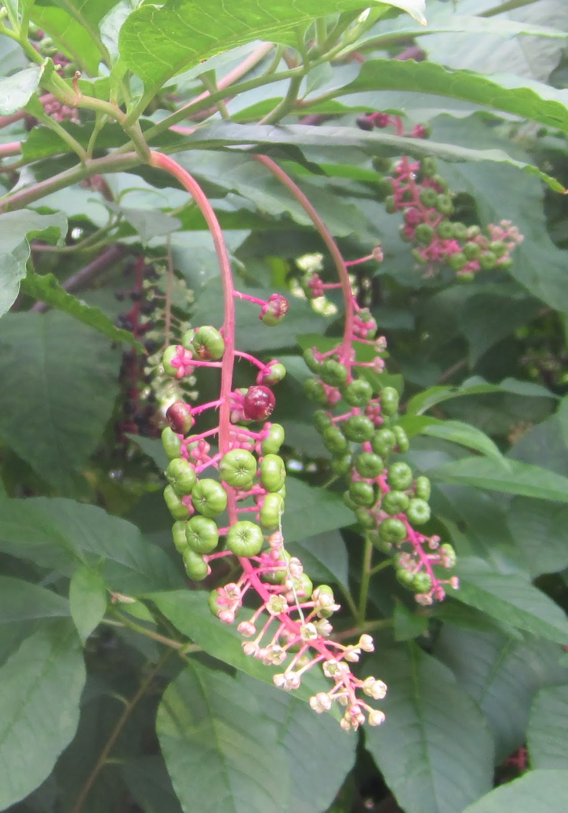 Princeton Nature Notes: Pokeweed