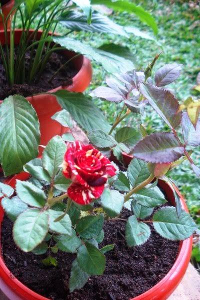 Jual Bunga Papan | Jual Bunga Mawar | Toko Bunga Jakarta | Toko Bunga Depok