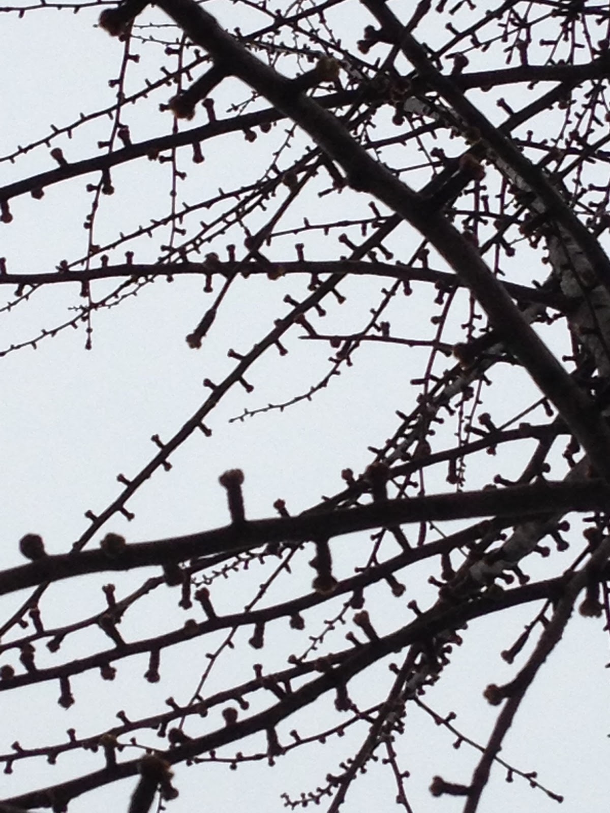 PHILLY TREES: THE SASQUATCH TREE