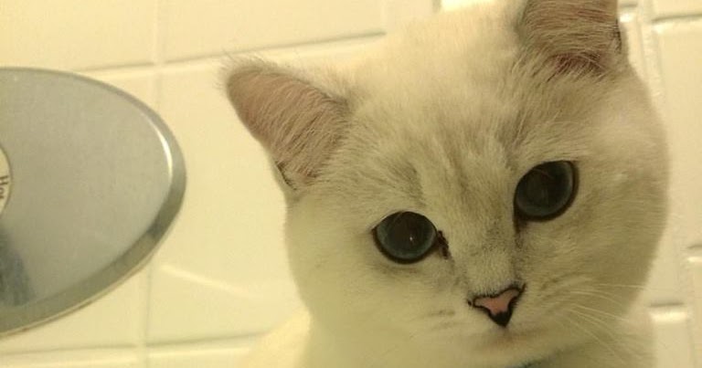 √ Kumpulan Gambar Kucing Lucu dan Imut - Mas Helmi Blog - koleksi ...