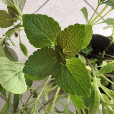 Vegetable and Fruit Gardening in SW Florida: African Potato Mint ...