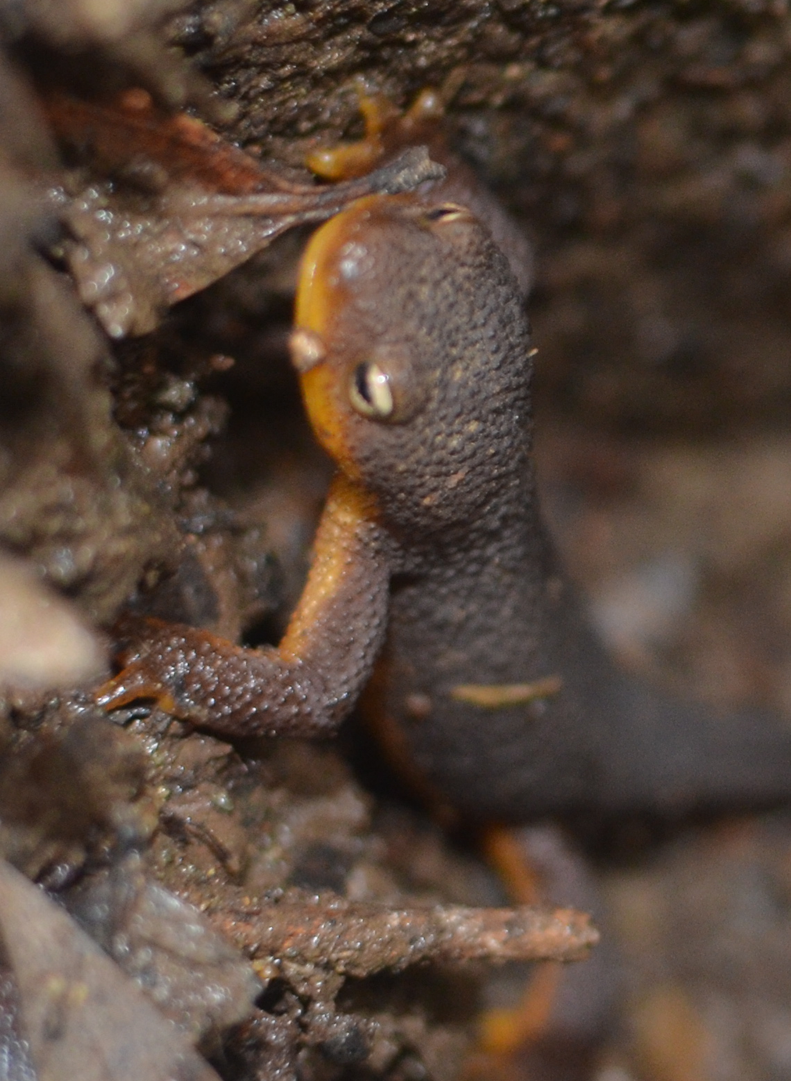 A River Runs: More Signs of Spring: Newt Xing