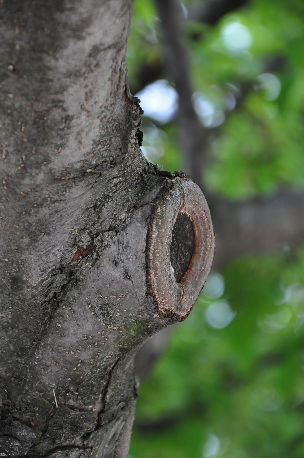 UMD Arboretum and Botanical Garden: A Day With Dr. Alex Shigo