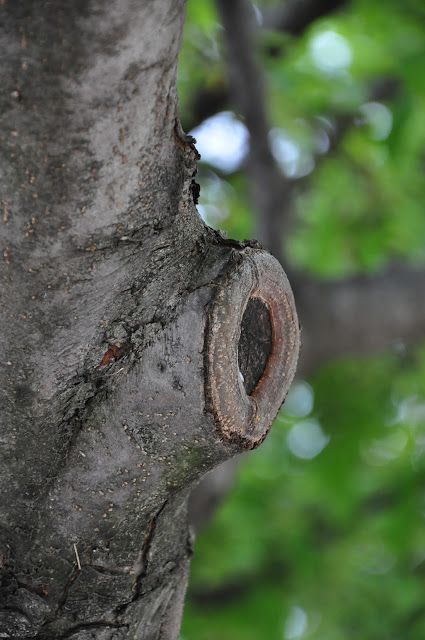UMD Arboretum and Botanical Garden: A Day With Dr. Alex Shigo