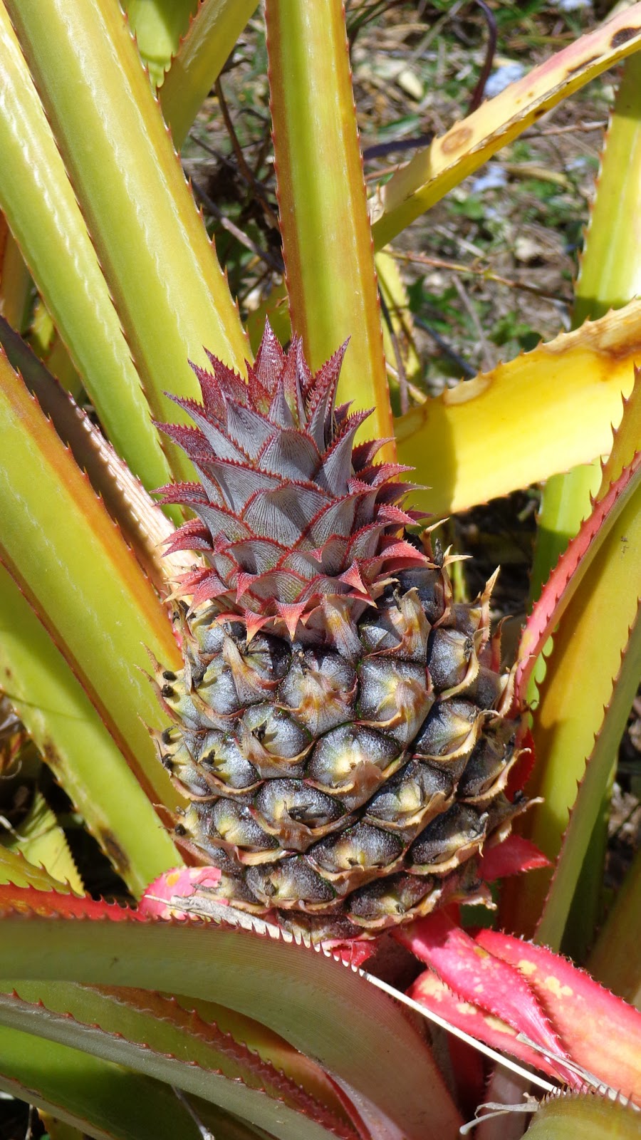 Fotografie & Dintorni: Cuba (10) - La flora tropicale... o quasi