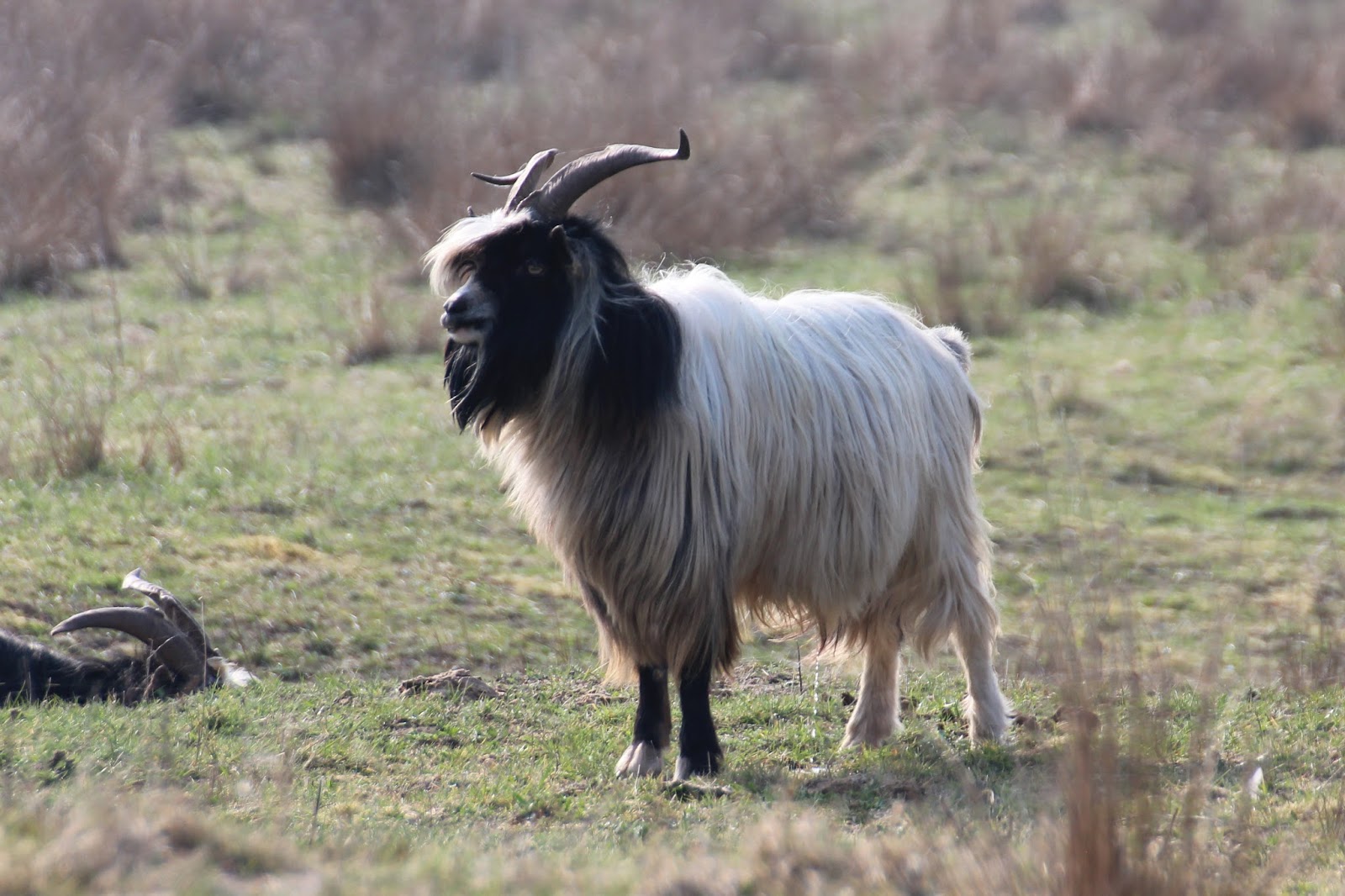 Zoogdieren: 'Alle' 68 Soorten