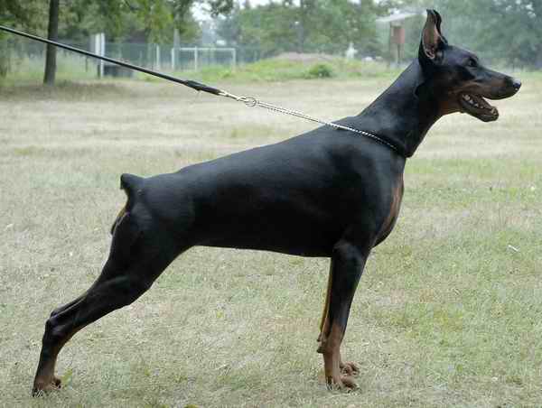 LIVONIJA BARONESA MELISA MESSALINA: FAMILIARES.