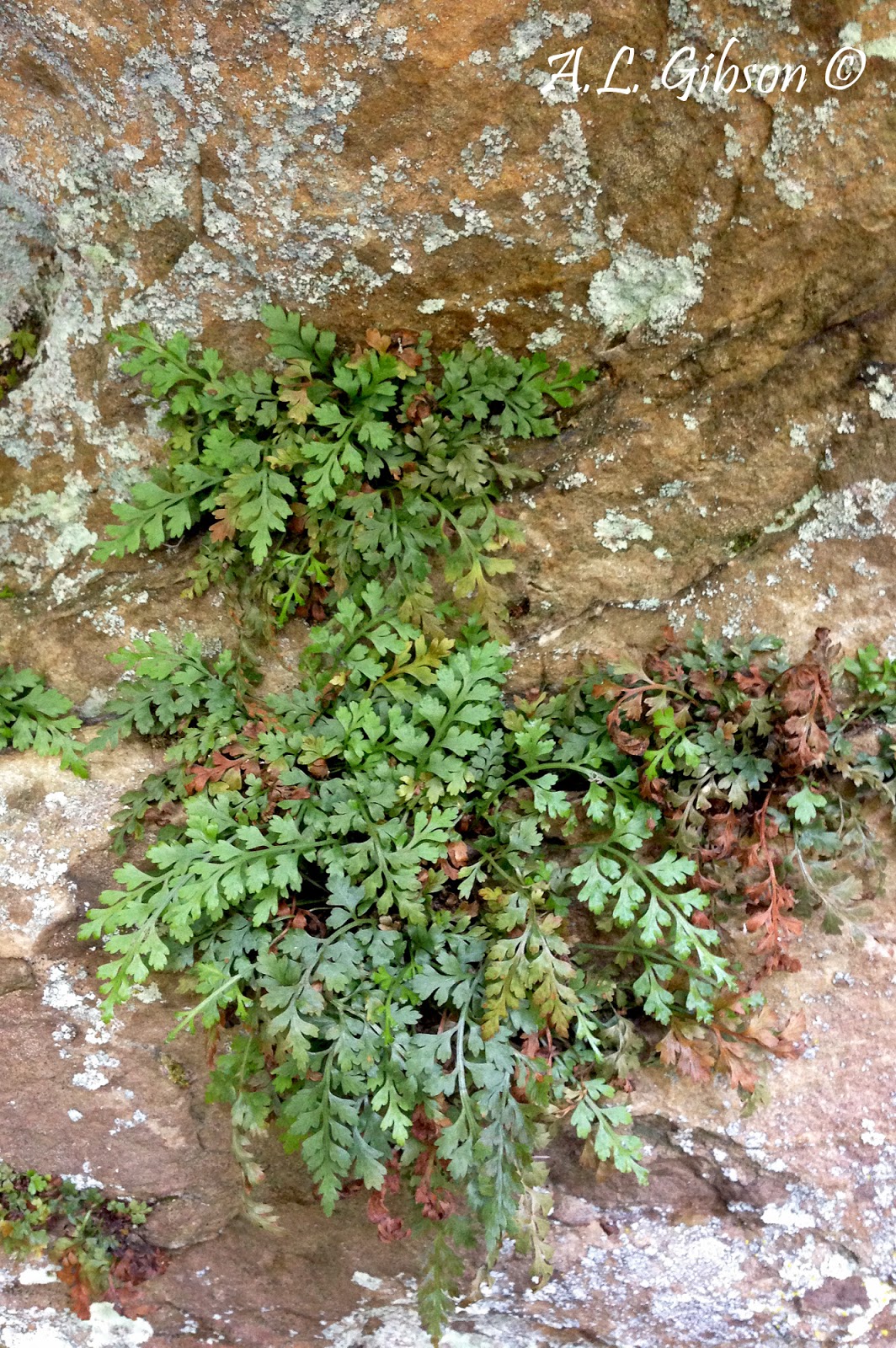 The Buckeye Botanist: The Asplenium Ferns of Ohio