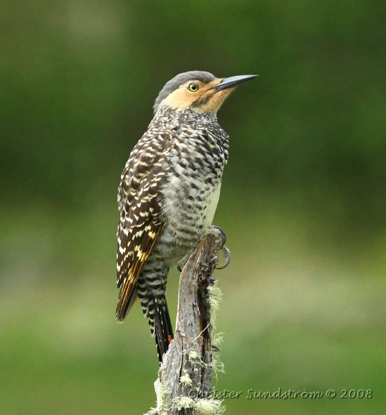 Argentina nativa: Pitio (Colaptes pitius)