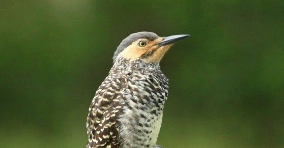 Argentina nativa: Pitio (Colaptes pitius)