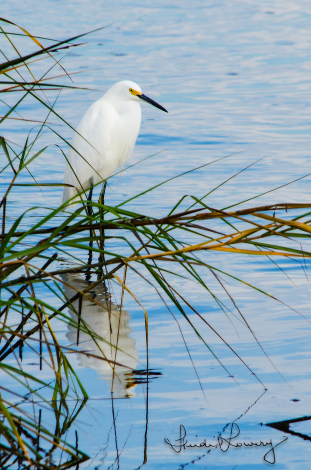 Photos By Heidi Lowery Blog