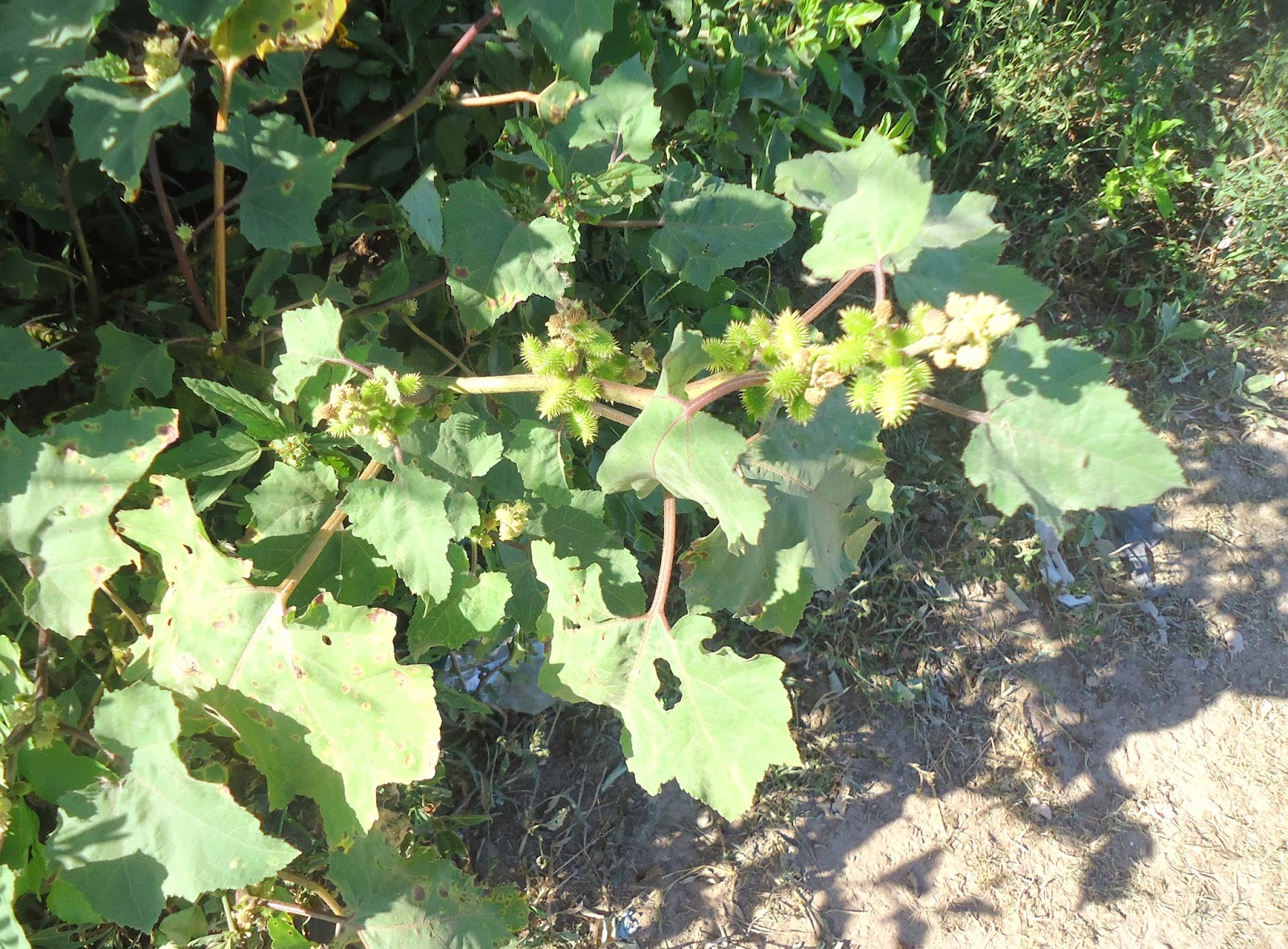 v e r d e c h a c o: Abrojos