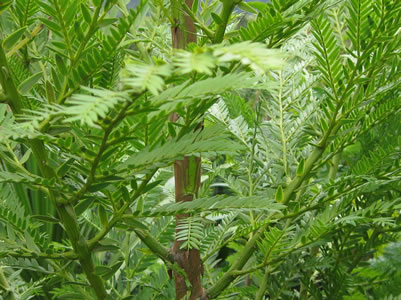 VIVERO HABITAT NATIVO: ARBOL PINO ROMERÓN
