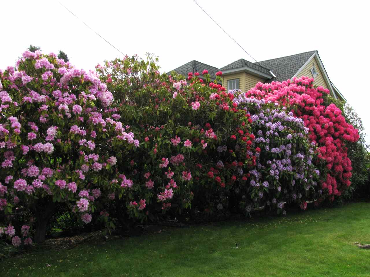 DJan-ity: Rhodie scholar