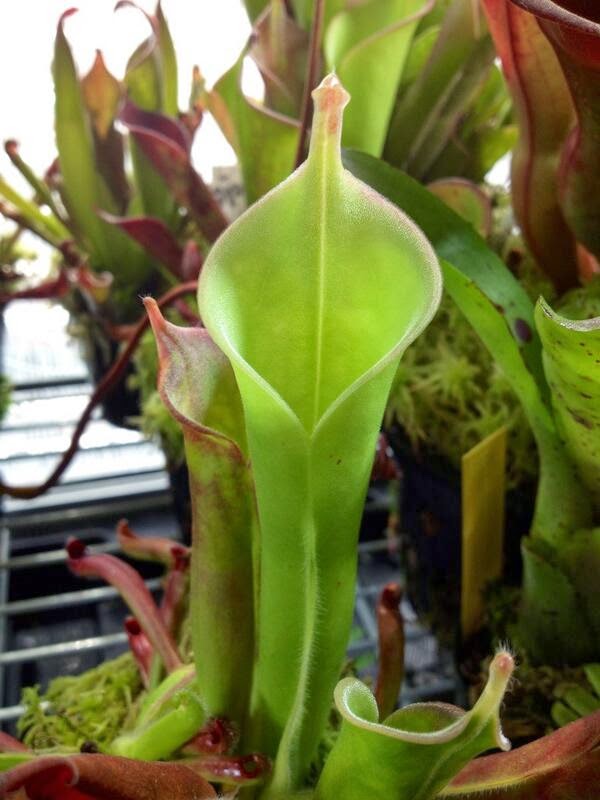 Heliamphora tatei var.tatei #1