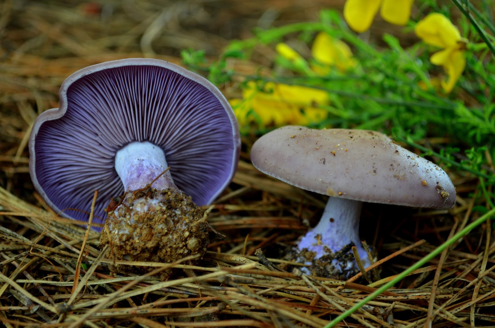 Setas Extremadura : Lepista Nuda