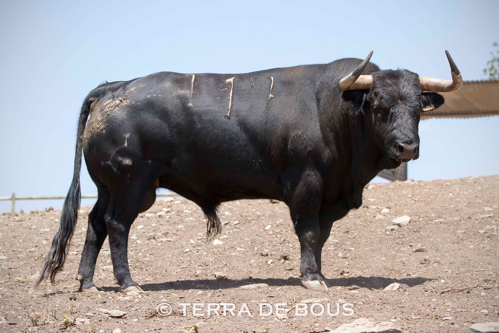 FLORERO, TORO DE M.A. MILLARES ELEGIDO POR LA A.C.T. EL RATONERO PARA ...