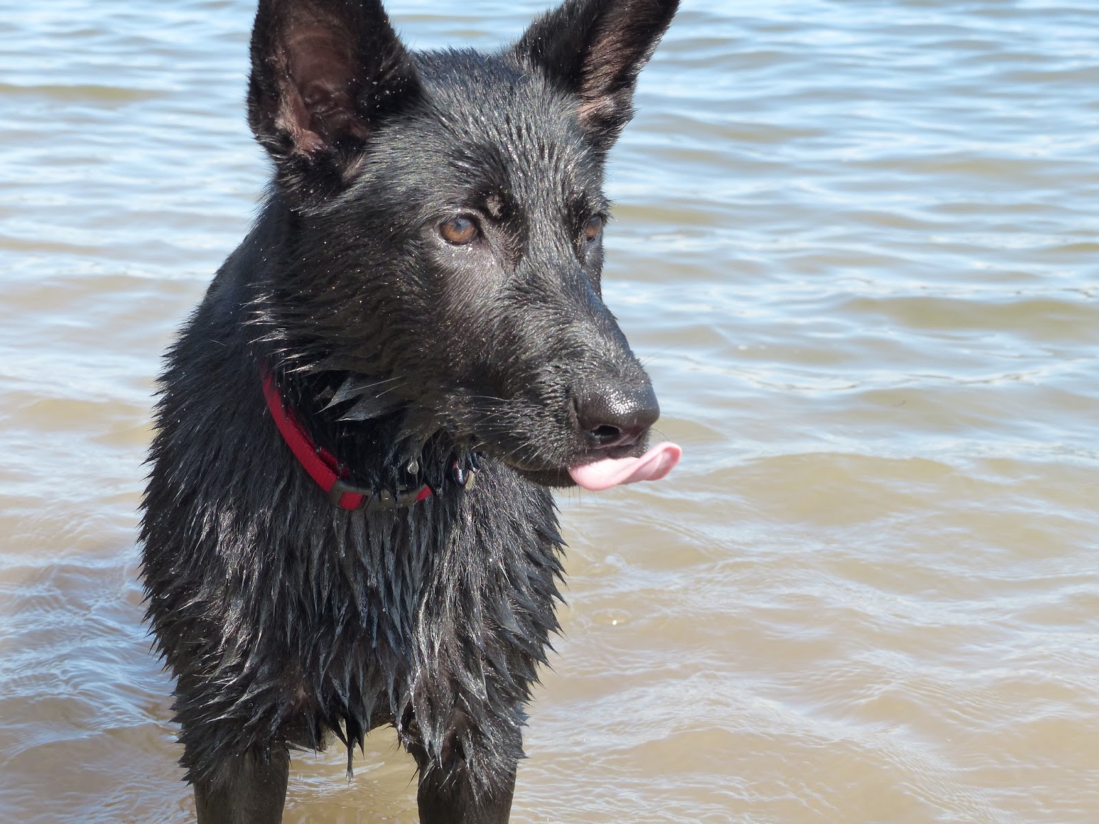 Zwinger vom Haus Rasko: Verschiedene Fotos aus unserem D und E Wurf