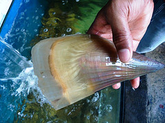 INFO BUDIDAYA: Kerang Simping