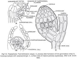 Polysiphonia Diagram