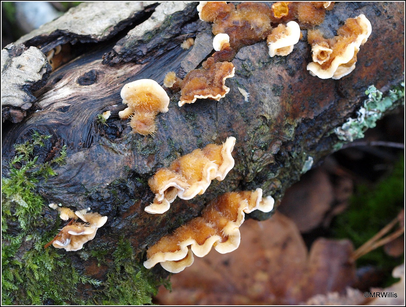 Mark's Veg Plot: The season of crusts and jellies - Part 2: crusts