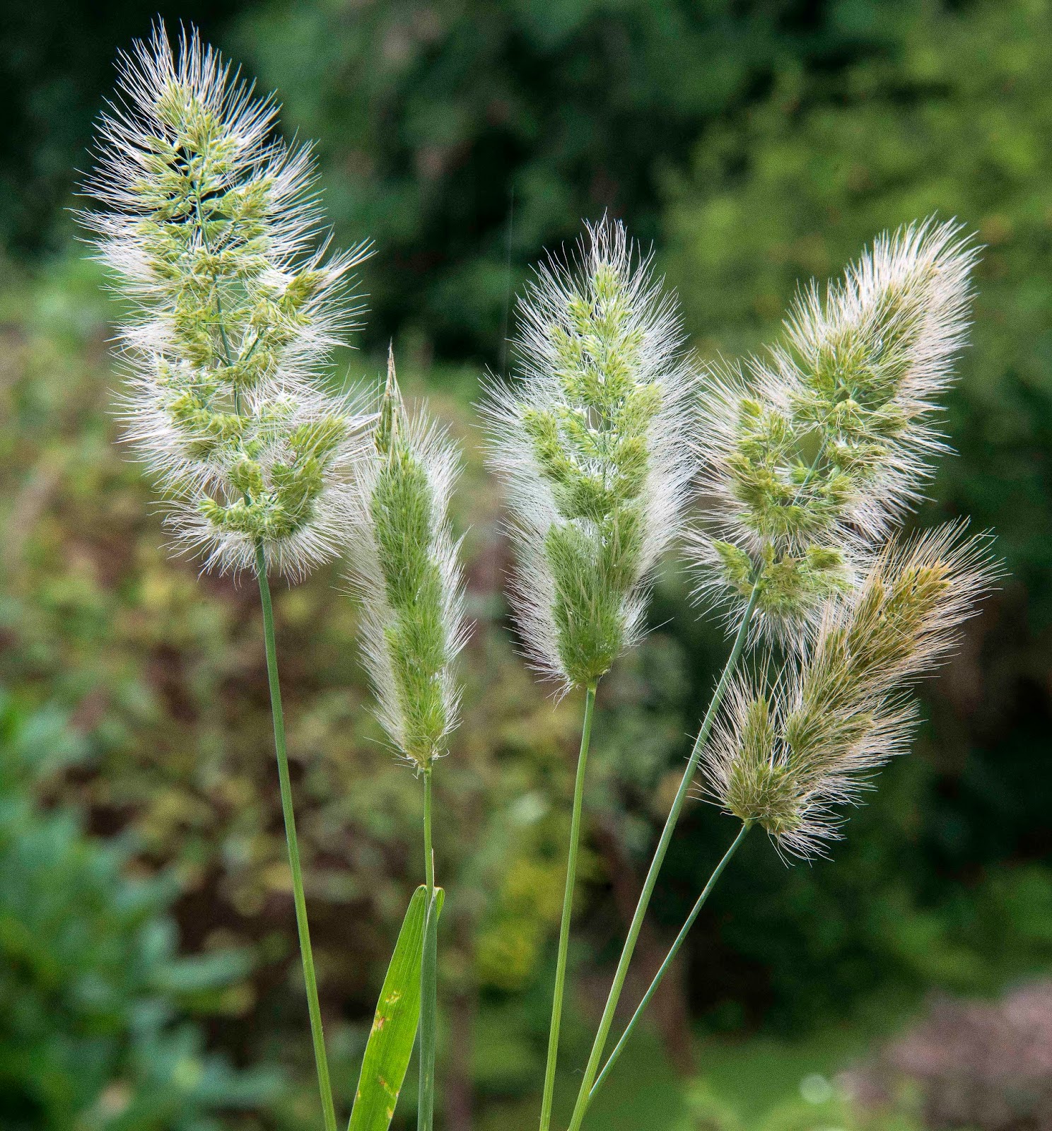 Gower Wildlife: Annual Beard-grass