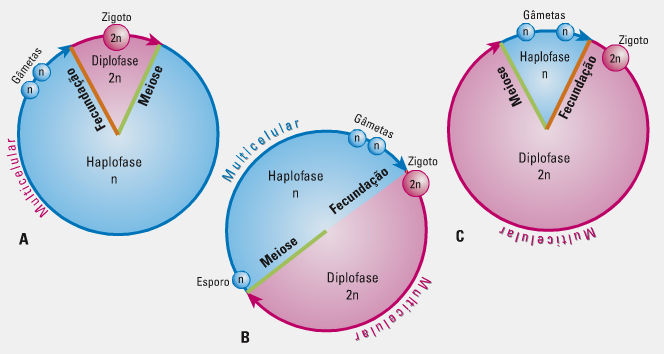 Biologia Ativa: Ciclos de vida.