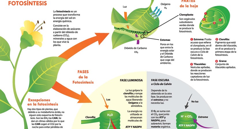 Fotosíntesis: fase luminosa, fosforilación acíclica, fase luminosa ...