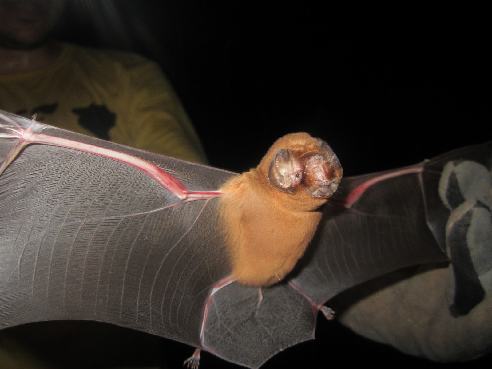 east coast heart and a west coast mentality: NASBR conference in Puerto ...