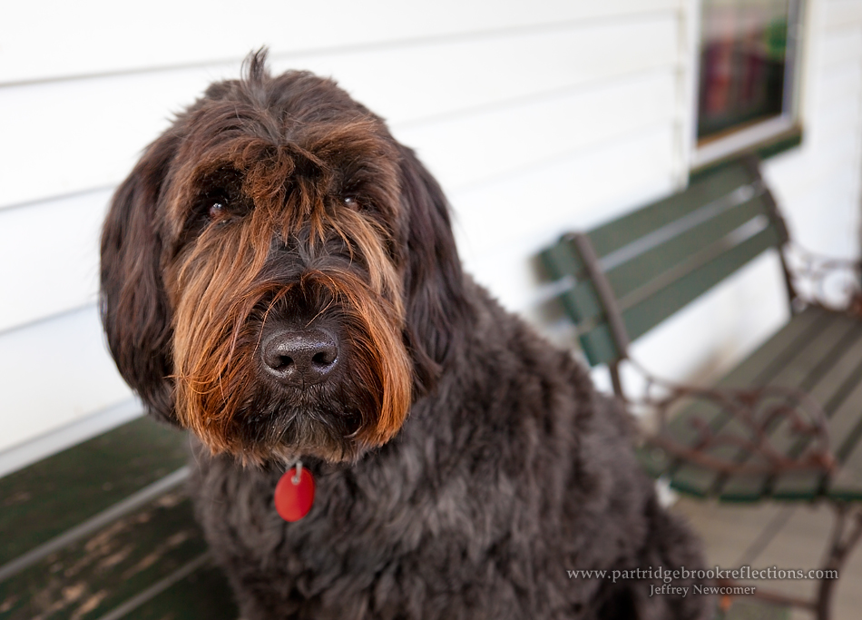 Getting it Right in the Digital Camera : Gone to the Vermont Dogs.