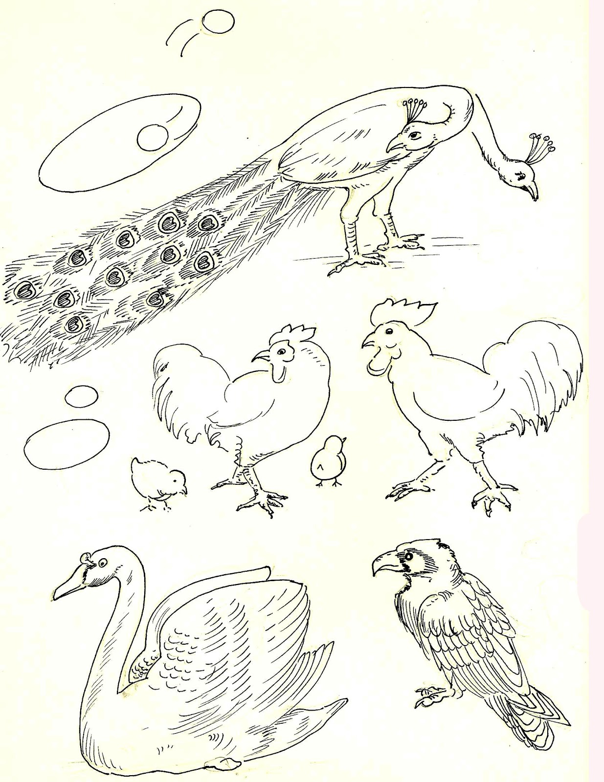 studentsdrawing: ANIMAL STEP BY STEP EASY OUTLINE DRAWING-BIRDS-DUCK ...