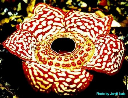 SEMEKAR RAFFLESIA: RAFFLESIA@BUNGA PAKMA