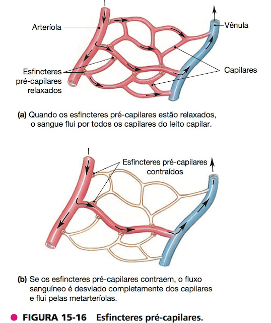 Esfincteres pré-capilares