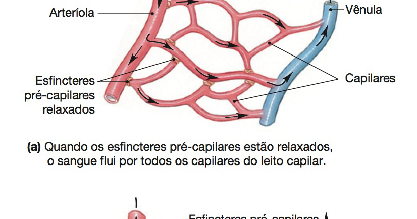 Esfincteres pré-capilares