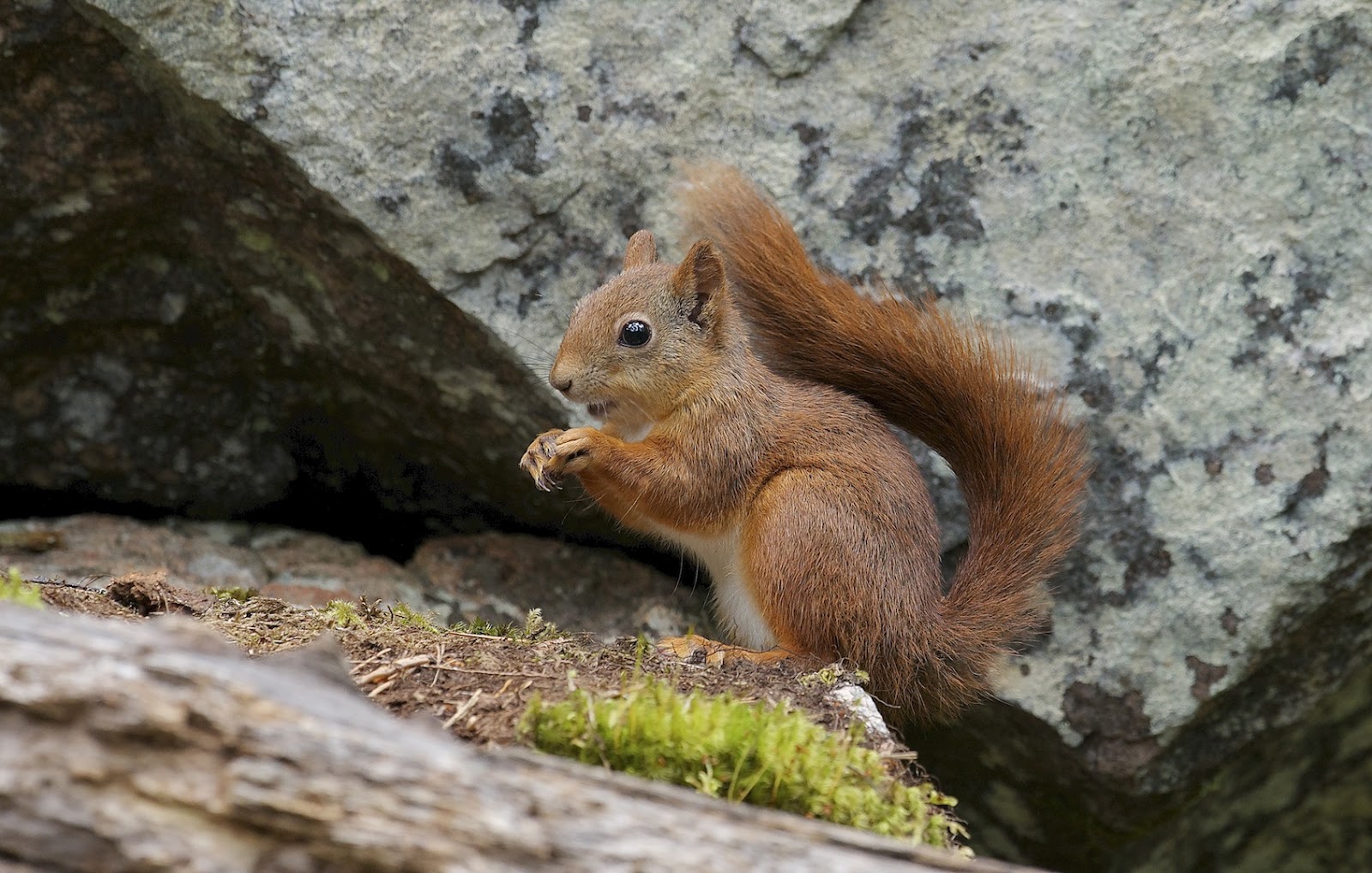 Naturfoto Einar Hugnes: Ekorn i aksjon ved mårskjulet