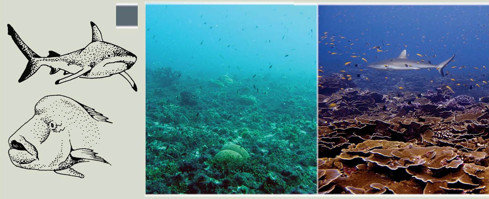 The Fisheries Blog: Trophic downgrading