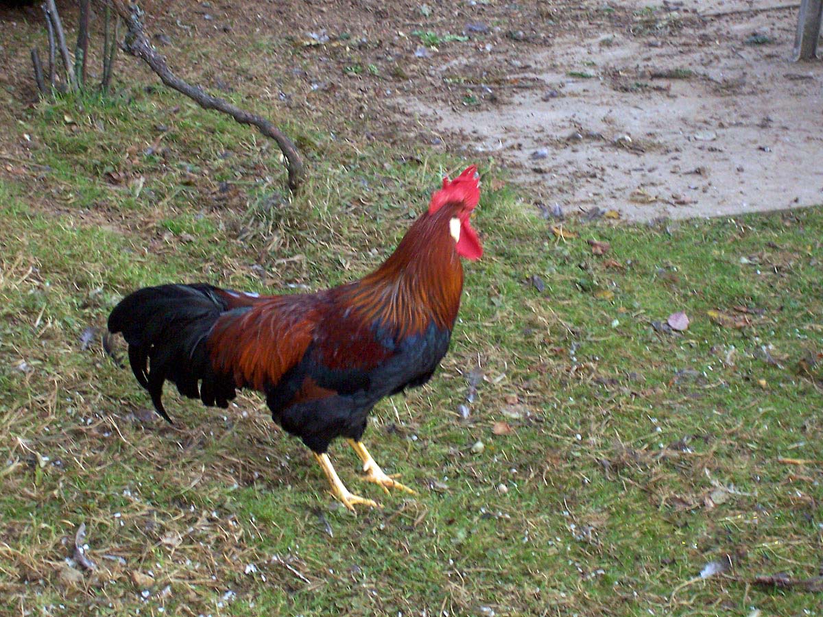 Natur und Leben - Carl Gibsons Blog: Der "deutsche Hahn" und seine ...