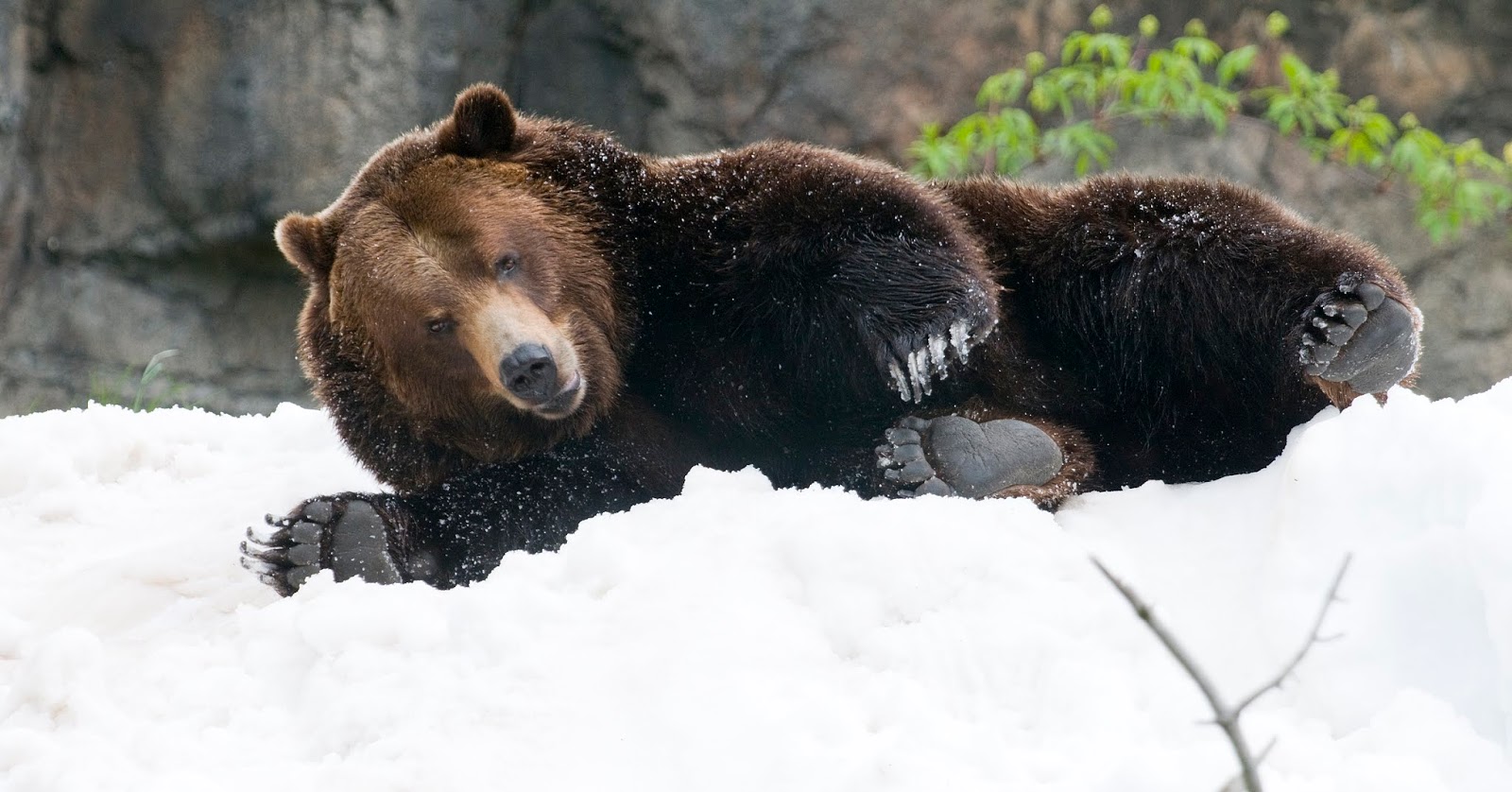 Keema and Denali celebrate 25 years of being the best