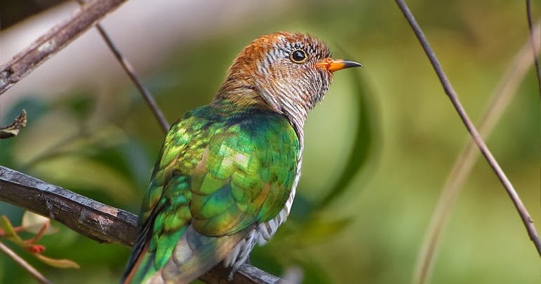 Variety of Life: Cuculinae