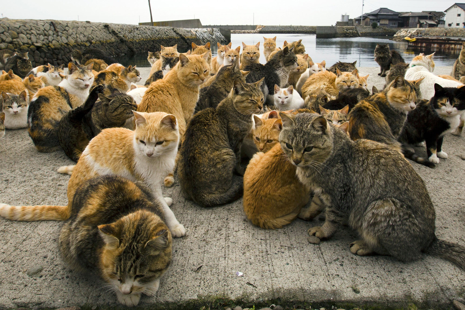 Cat Island | Earth Blog