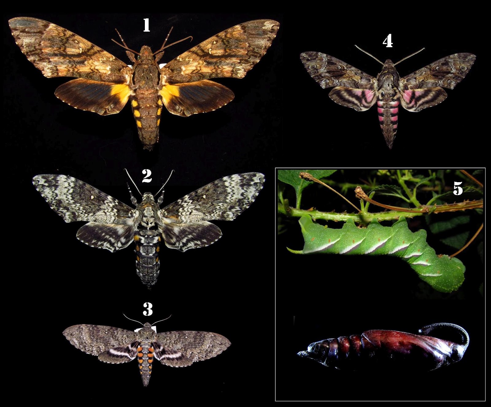 Biodiversidad con Rubén Guzmán P.: Las Grandes Polillas Nocturnas Peruanas