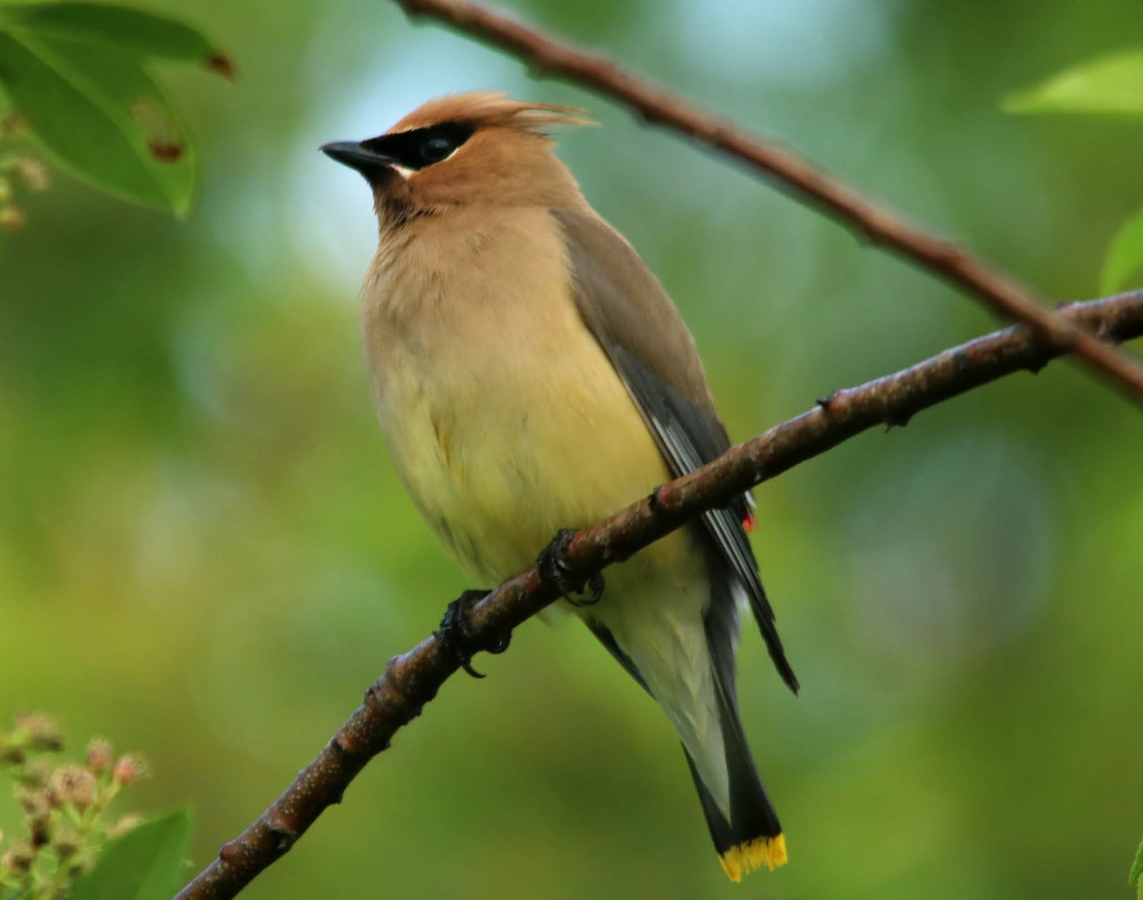 Here and There: Day 141 - 1st July 218 - American Redstart, Cedar ...