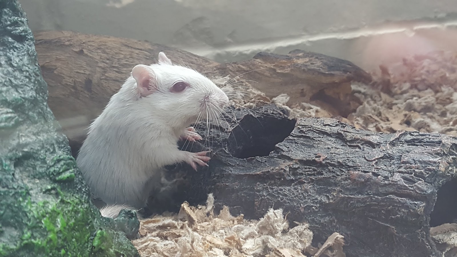 ¿Por que mis jerbos pelean? - Todo Jerbos mx