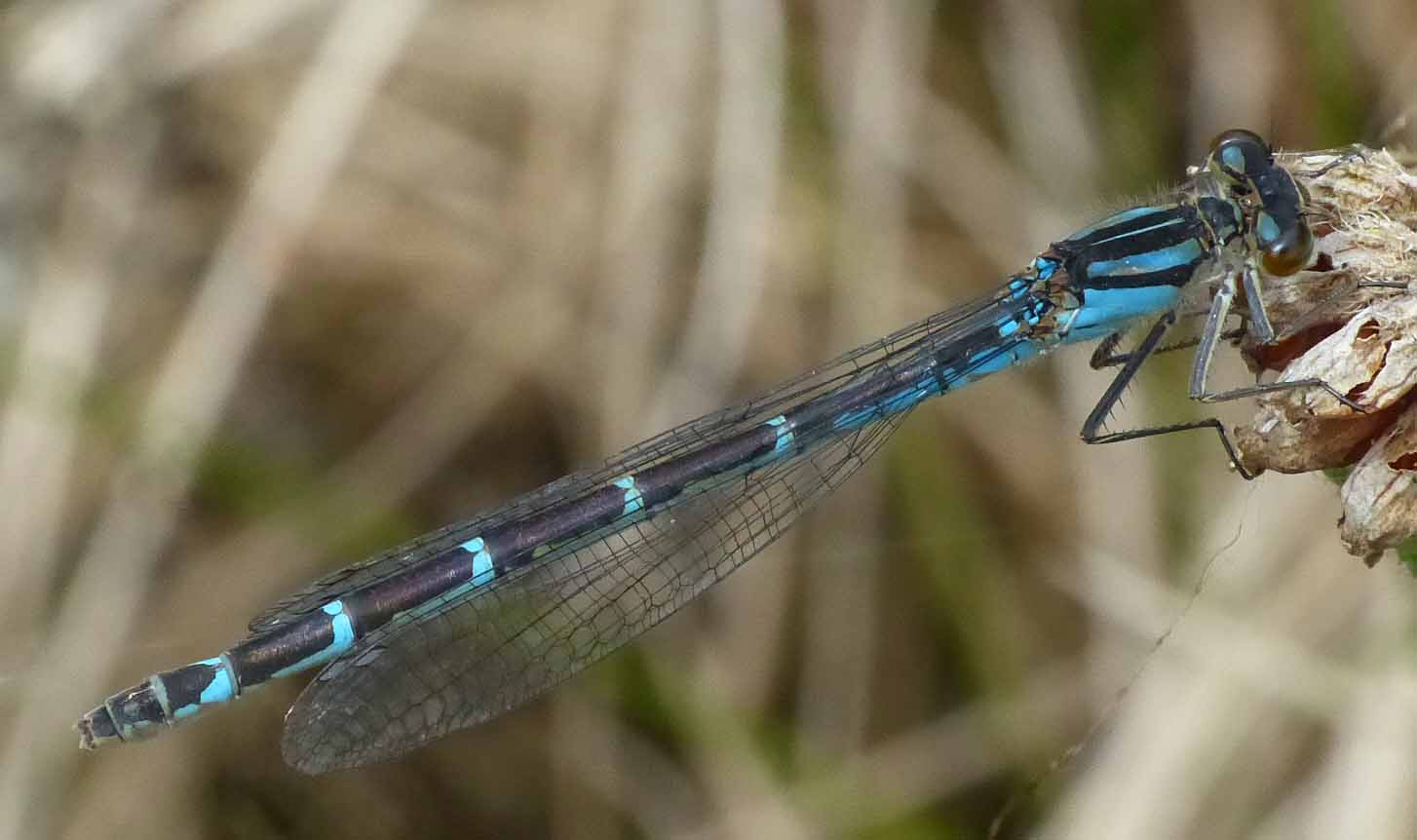 Insects of Scotland: Dragonflies/Damselflies